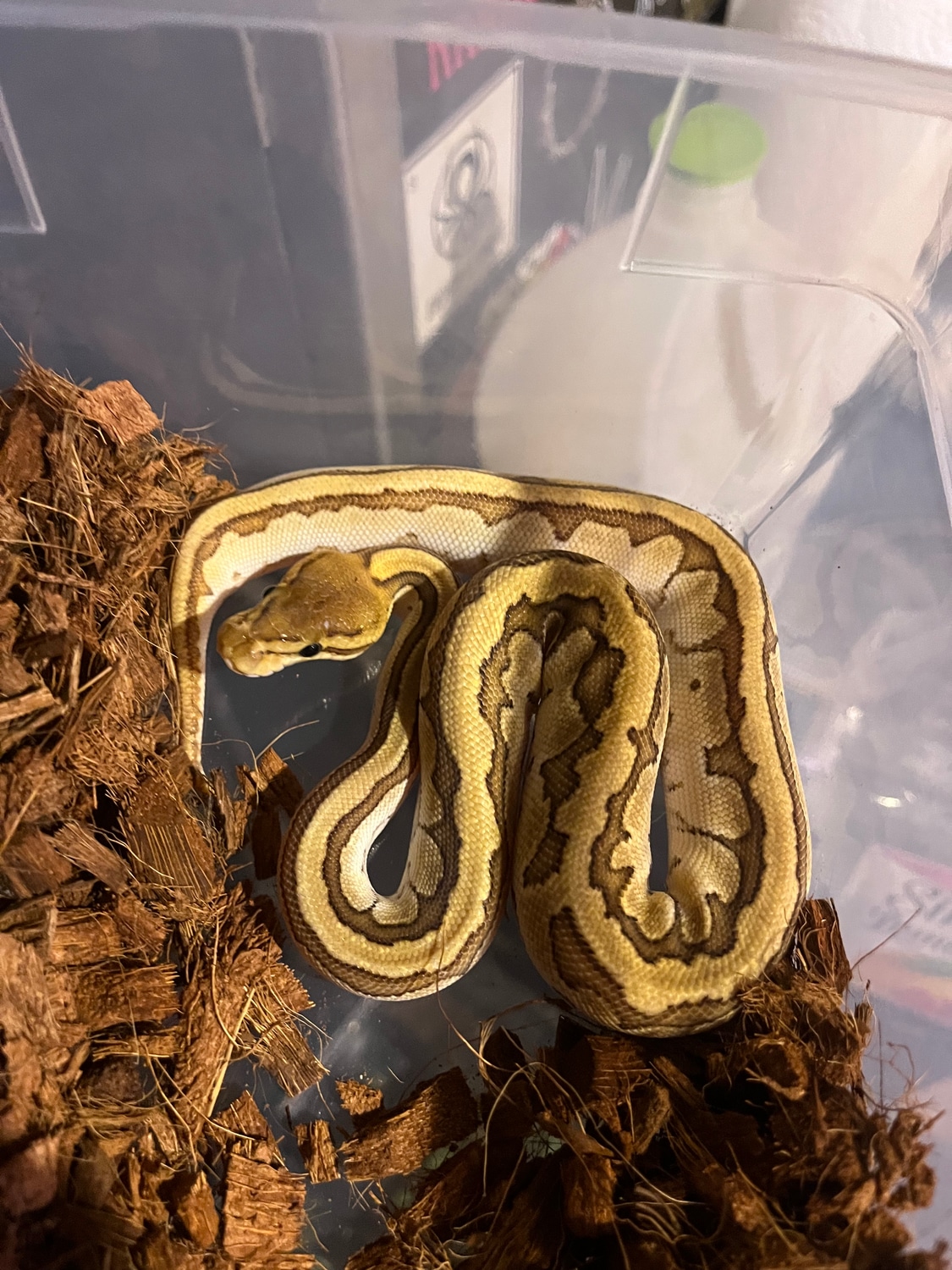 Butter Pinstripe Ball Python by Ranney Exotics - MorphMarket