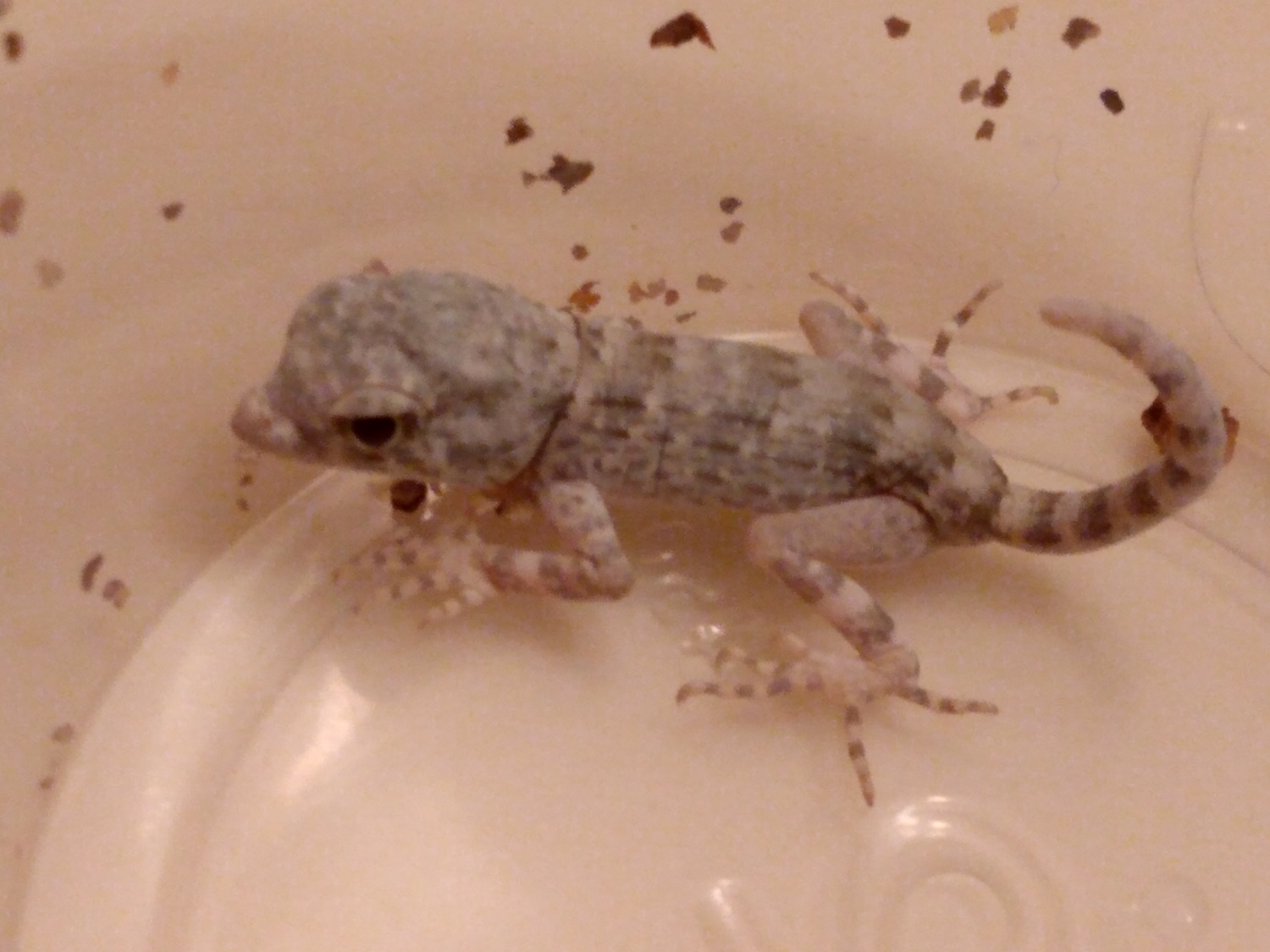 Pristurus Carteri (Scorpion Tail Geckos) CB23 More Gecko by Roberson C ...