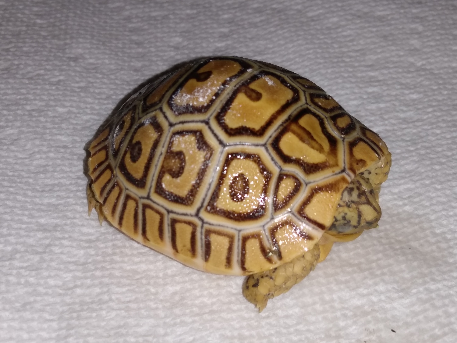 TSF Leopard (Split Scute) Leopard Tortoise by Roberson C&Cs - MorphMarket