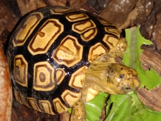 TSF Leopard (Split Scute) Leopard Tortoise by Roberson C&Cs