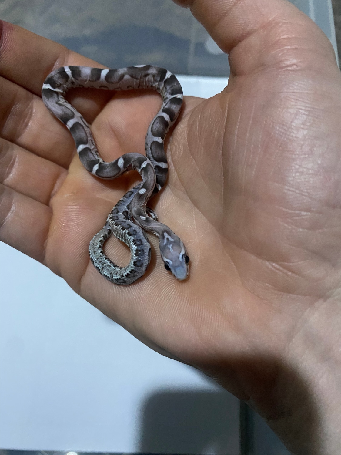 Scaleless Anery CB23 Corn Snake by SMReptiles - MorphMarket
