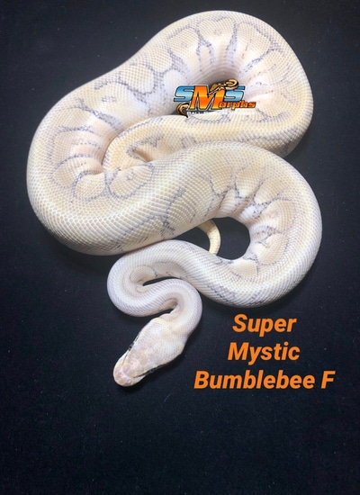 Super Mystic Bumblebee Ball Python by SMS Morphs, LLC