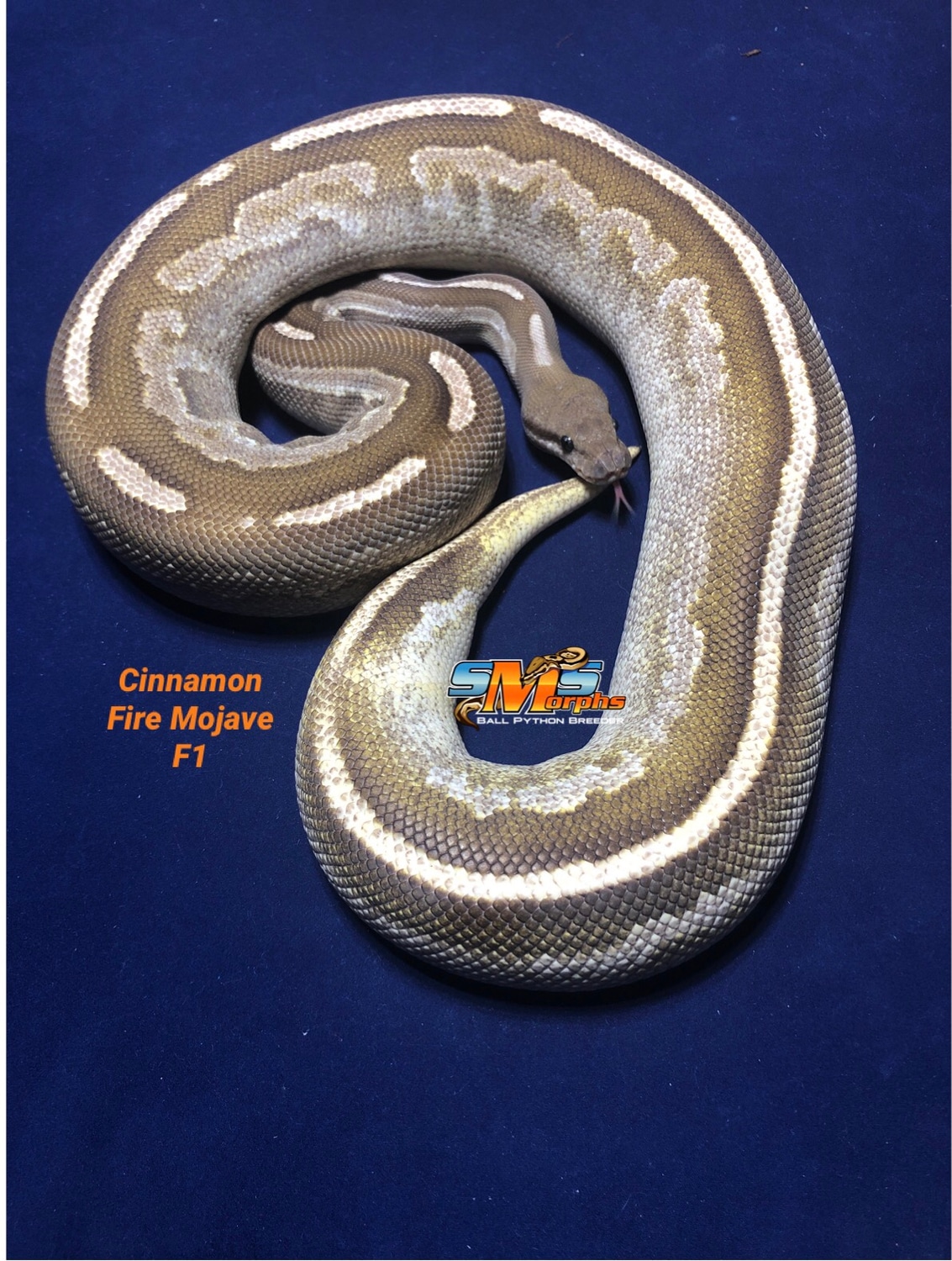Cinnamon Fire Mojave F1 Ball Python by SMS Morphs, LLC - MorphMarket