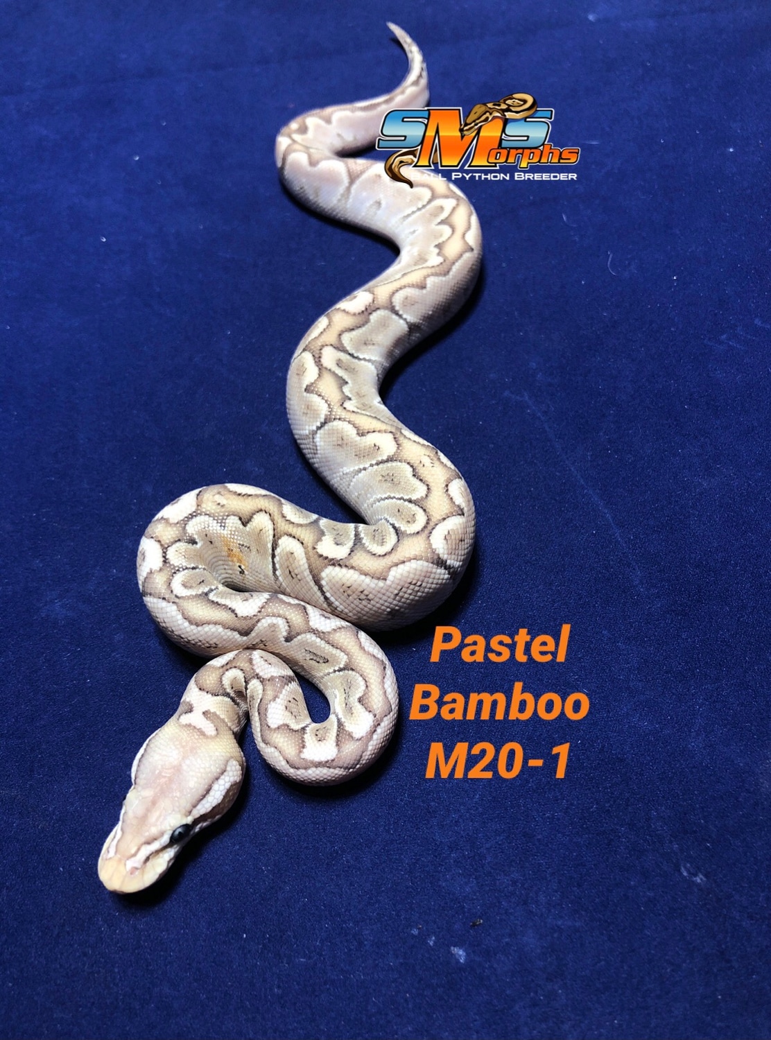 Pastel Bamboo M20-1 Ball Python by SMS Morphs, LLC - MorphMarket