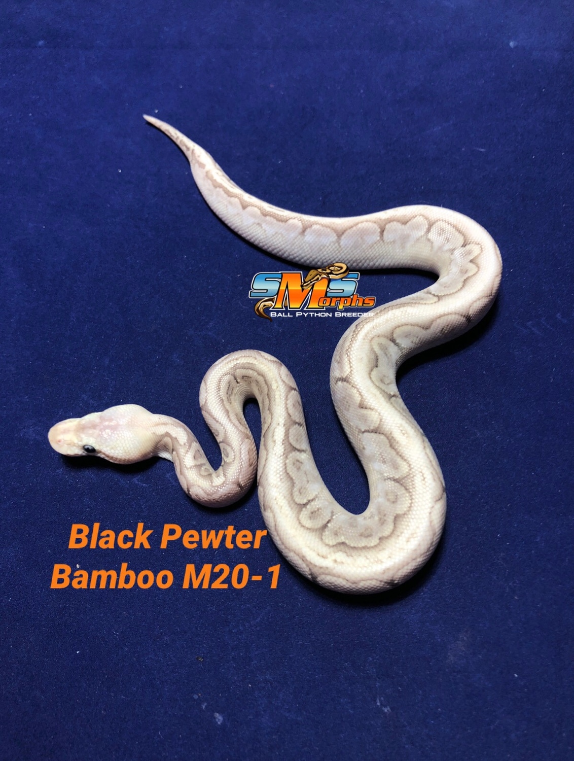 Black Pewter Bamboo M20-1 Ball Python by SMS Morphs, LLC - MorphMarket