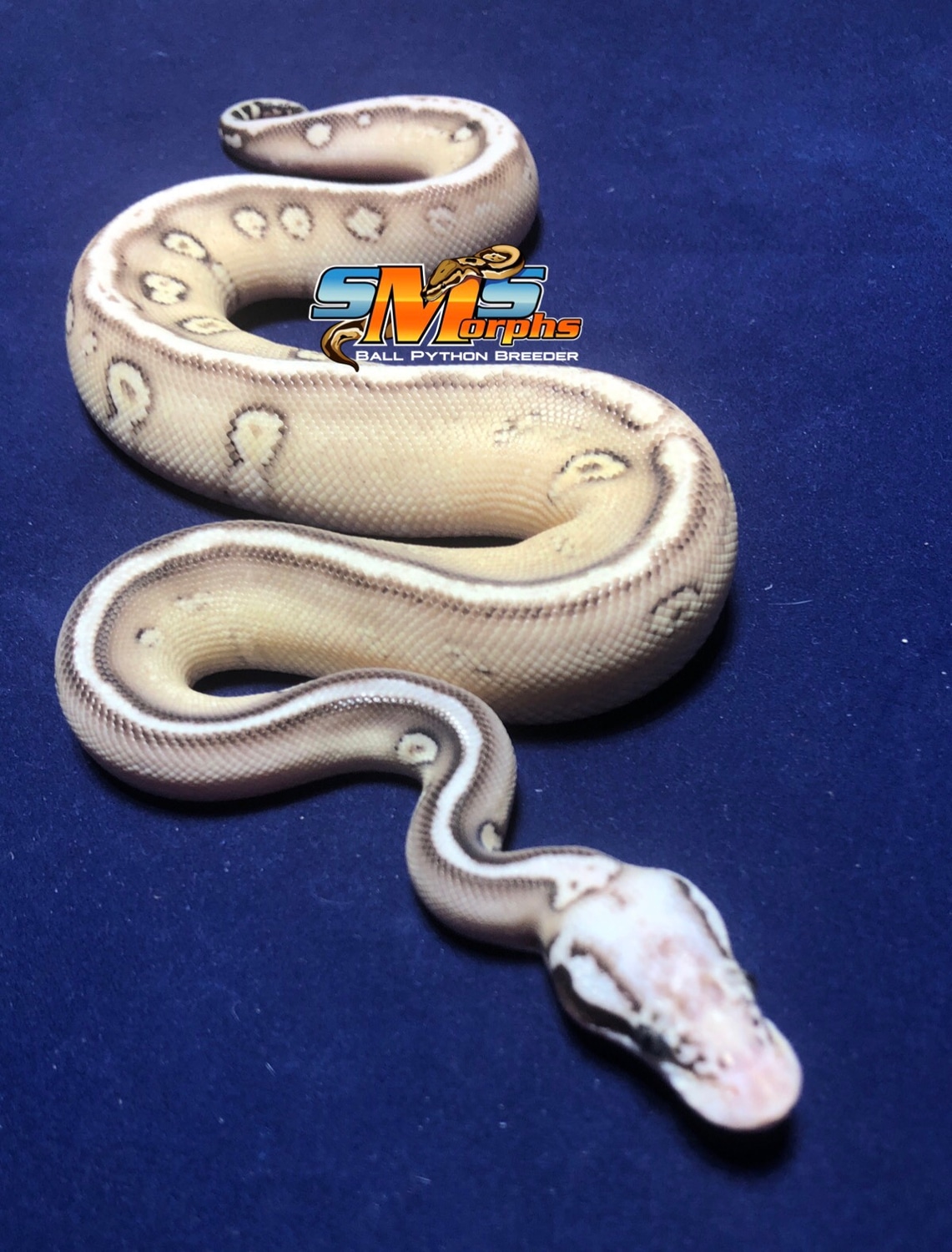 Super Pastel Butter Stranger Het Clown M20-2 Ball Python by SMS Morphs ...