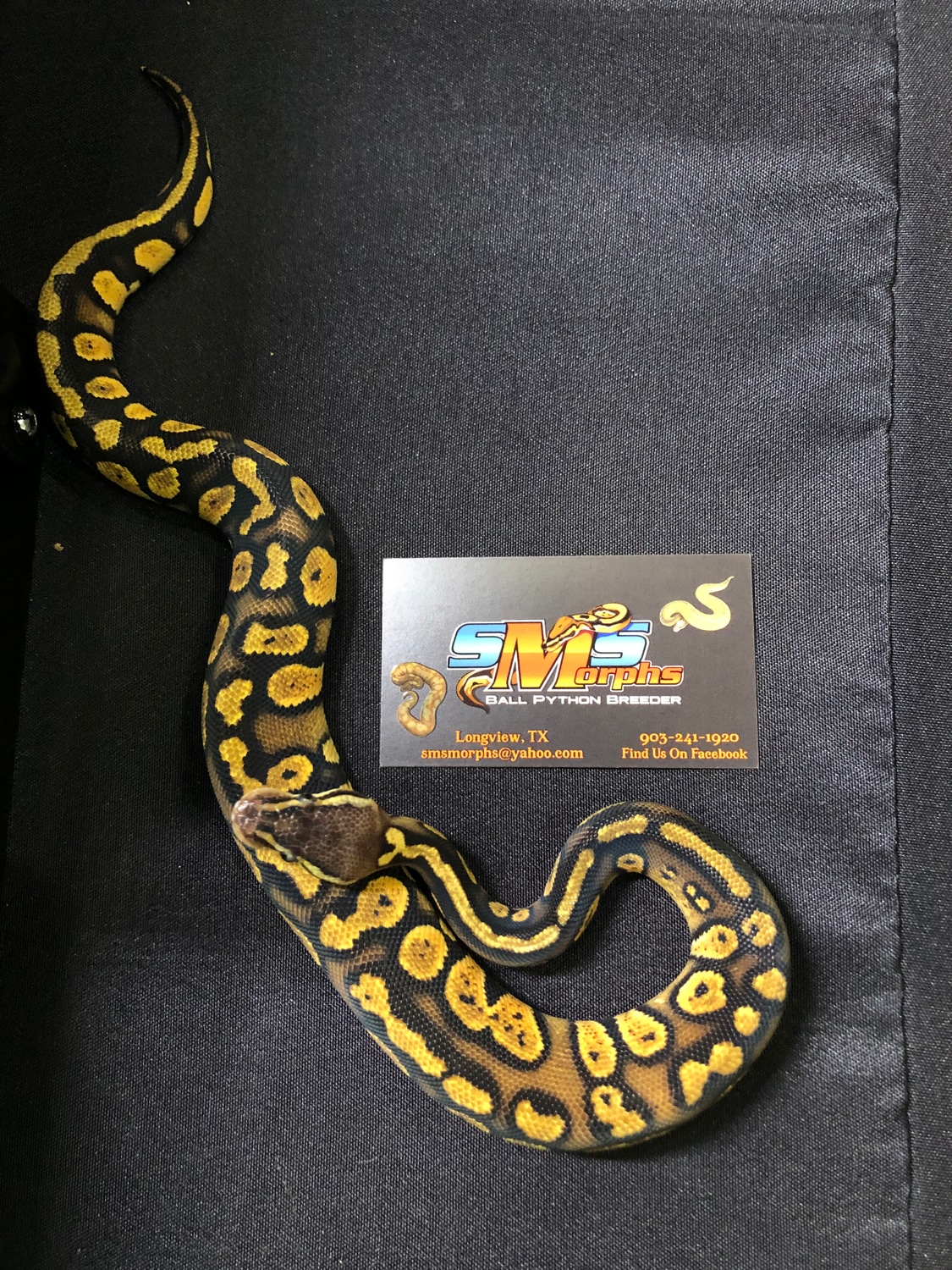Pastel Stranger Het Clown M21-1 Ball Python by SMS Morphs, LLC ...