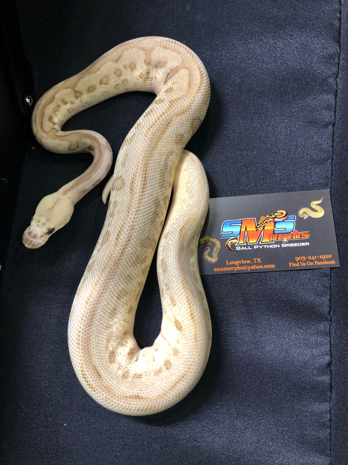 Pastel Lesser Leopard Spotnose Clown M20-1 Ball Python by SMS Morphs ...