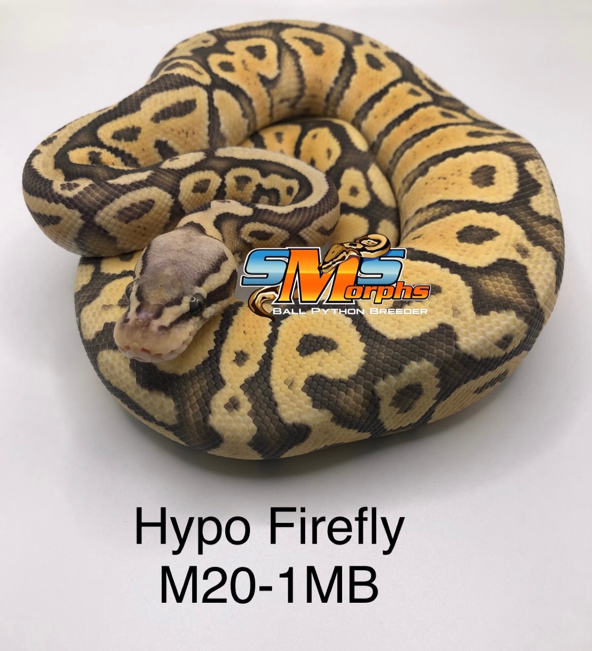 Hypo Firefly M20-1MB Ball Python by SMS Morphs, LLC - MorphMarket