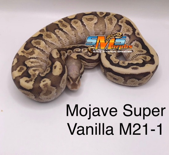 Mojave Super Vanilla M21-1 Ball Python by SMS Morphs, LLC