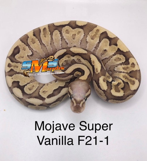 Mojave Super Vanilla F21-1 Ball Python by SMS Morphs, LLC