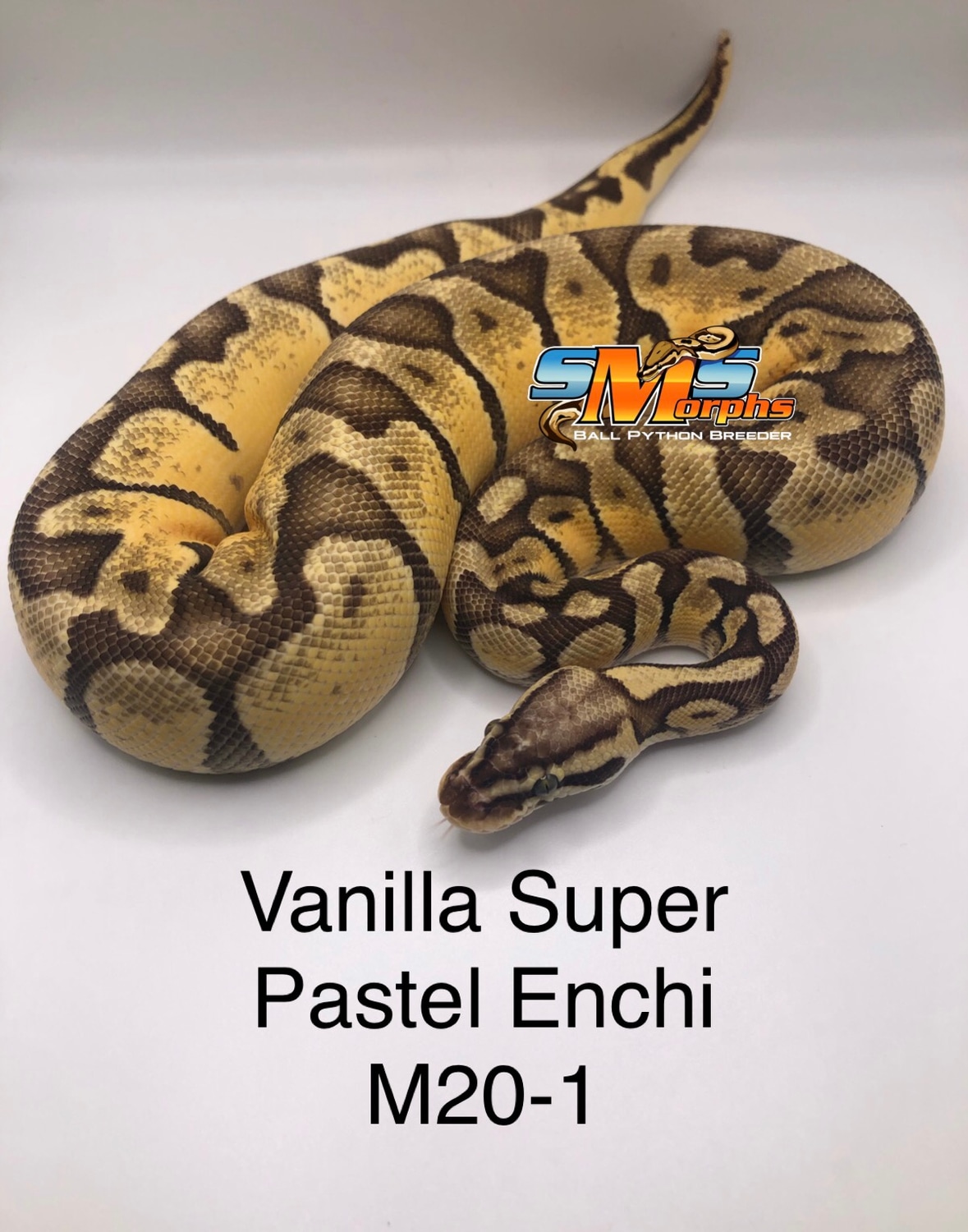 Vanilla Super Pastel Enchi M20-1 Ball Python by SMS Morphs, LLC ...