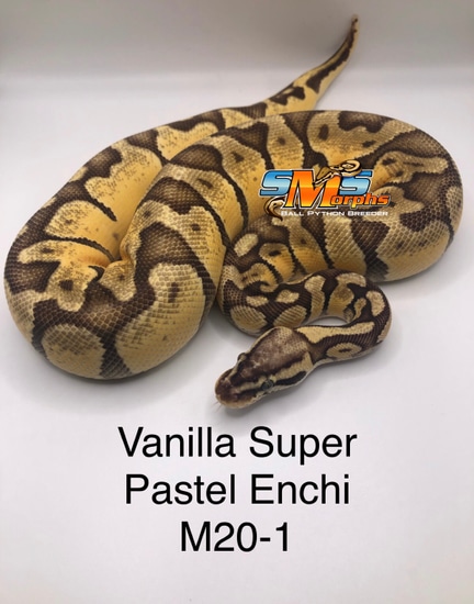Vanilla Super Pastel Enchi M20-1 Ball Python by SMS Morphs, LLC