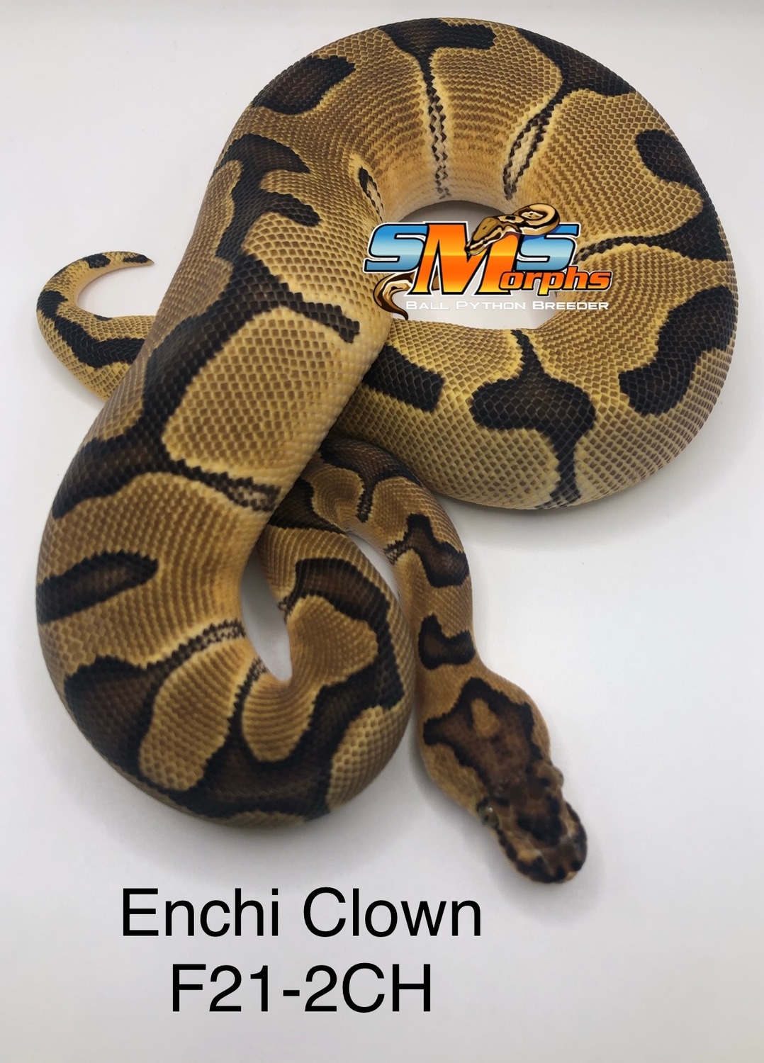 Enchi Clown F21-2CH Ball Python by SMS Morphs, LLC - MorphMarket