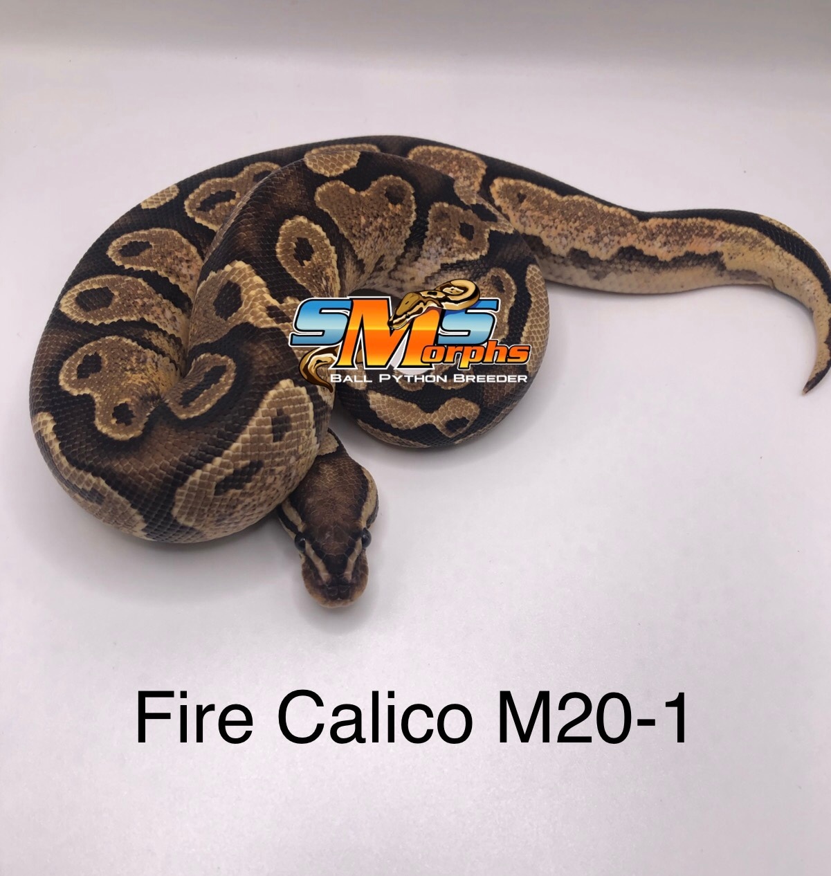 Fire Calico M20-1 Ball Python by SMS Morphs, LLC - MorphMarket