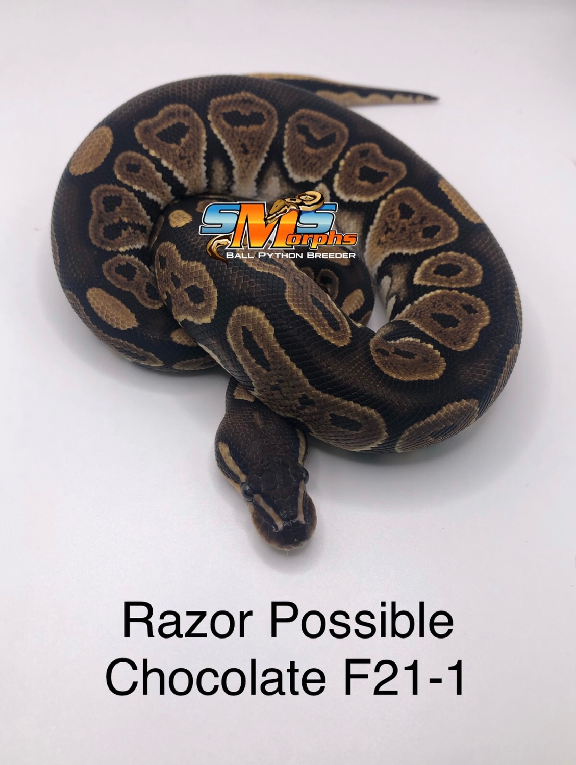 Razor Chocolate F21-1 Ball Python by SMS Morphs, LLC - MorphMarket