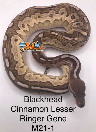 Blackhead Cinnamon Lesser Ringer Gene M21-1 Ball Python by SMS Morphs, LLC