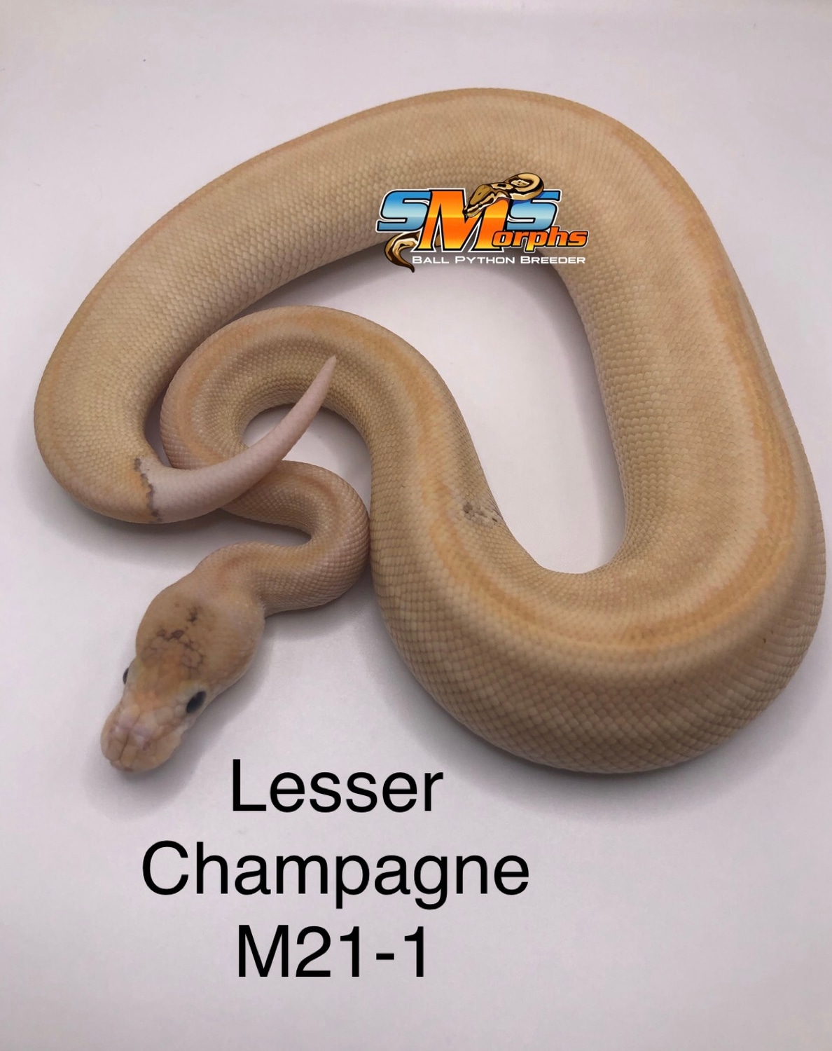 Lesser Champagne M21-1 Ball Python by SMS Morphs, LLC - MorphMarket