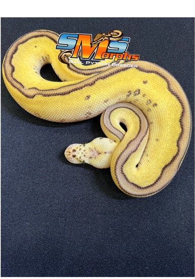 Pastel Lesser Leopard Clown M22-1 Ball Python by SMS Morphs, LLC
