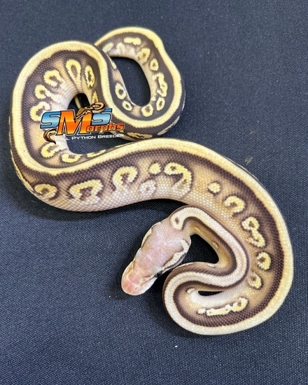 Pastel Mojave Cypress 50% Het Clown M22-1 Ball Python by SMS Morphs, LLC