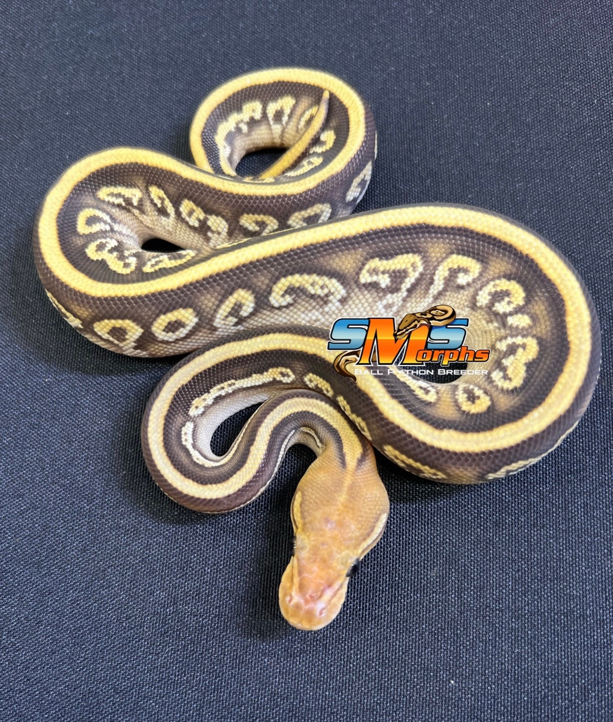 Cypress Mojave Spotnose 50% Het Clown F22-1 Ball Python by SMS Morphs ...