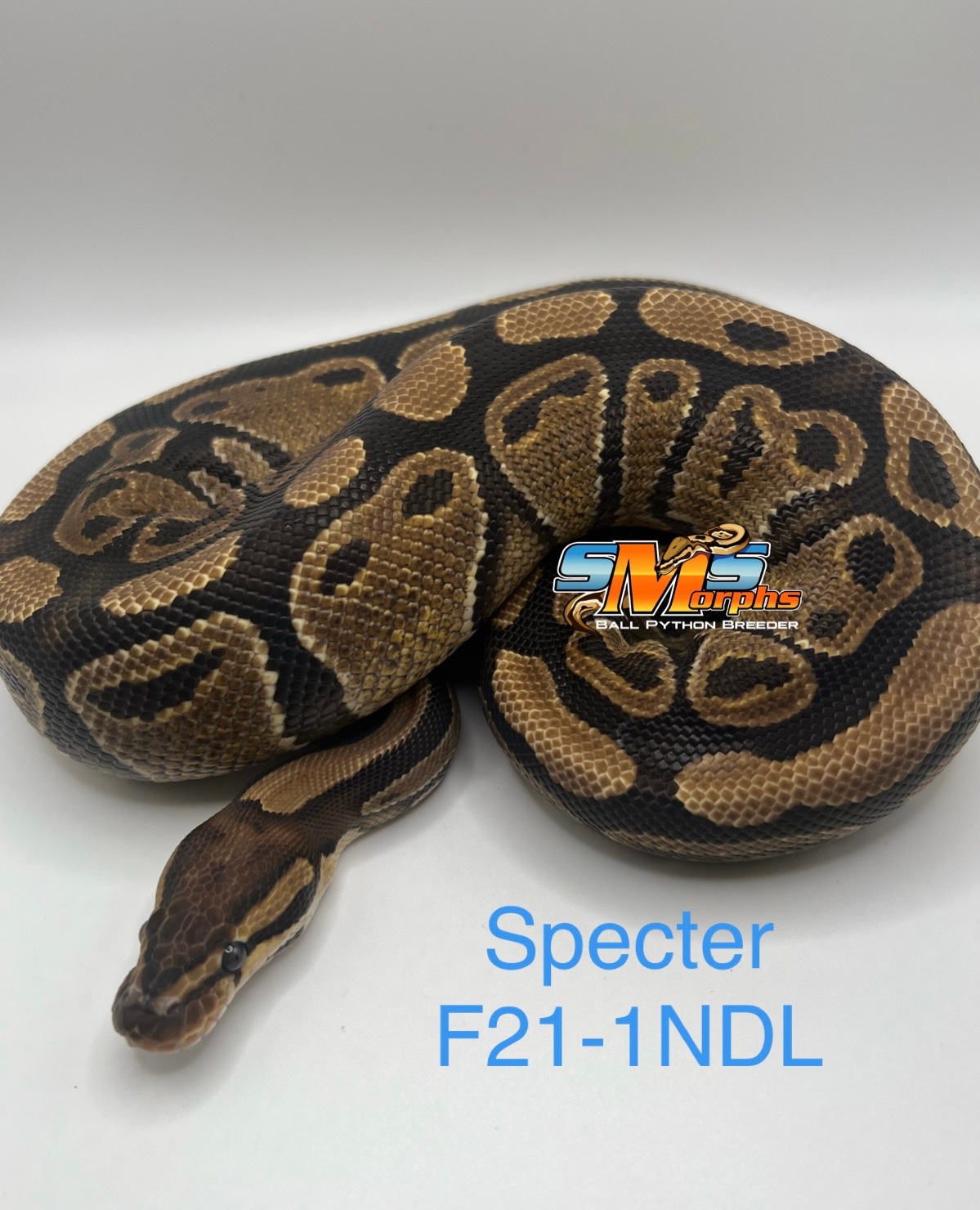 Specter F21-1NDL Ball Python by SMS Morphs, LLC - MorphMarket