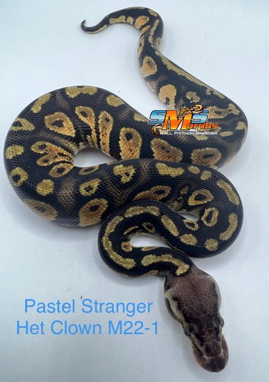 Pastel Stranger Het Clown M22-1 Ball Python by SMS Morphs, LLC
