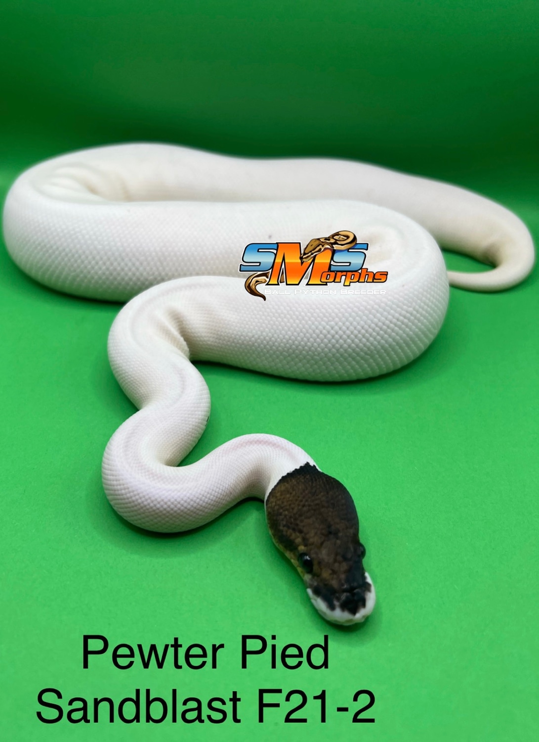 Pewter Pied Sandblast Ball Python by SMS Morphs, LLC - MorphMarket