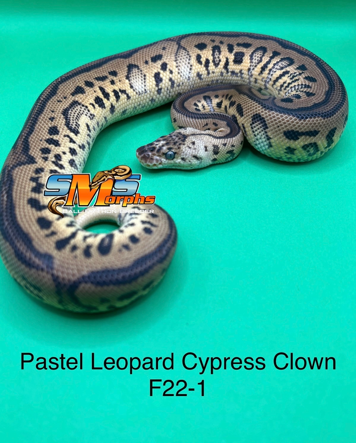 Pastel Leopard Cypress Clown F22-1 Ball Python by SMS Morphs, LLC ...