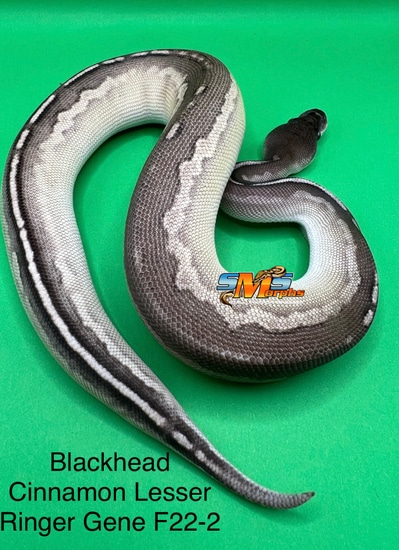 Blackhead Cinnamon Lesser Ringer Gene F22-2 Ball Python by SMS Morphs, LLC