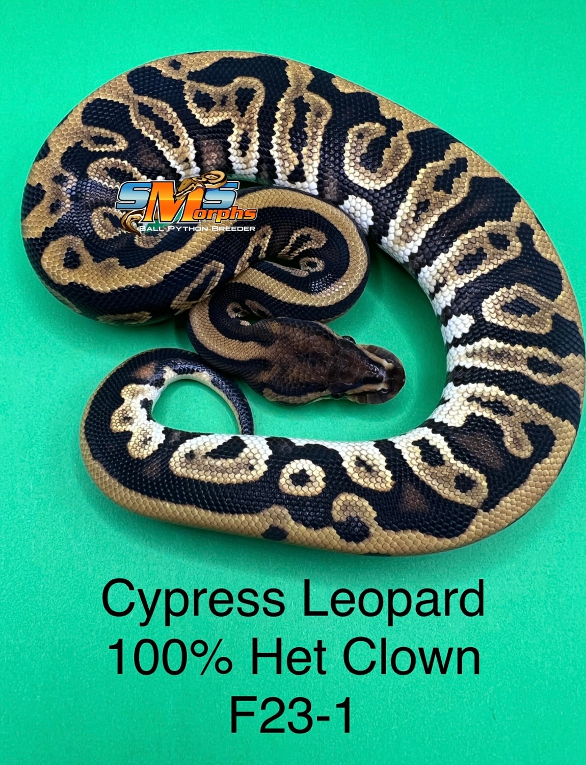 Cypress Leopard 100% Het Clown F23-1 Ball Python by SMS Morphs, LLC - MorphMarket
