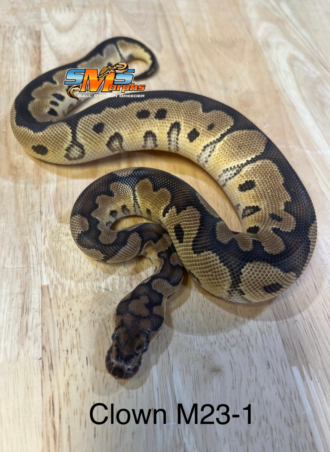 Clown M23-1 Ball Python by SMS Morphs, LLC - MorphMarket