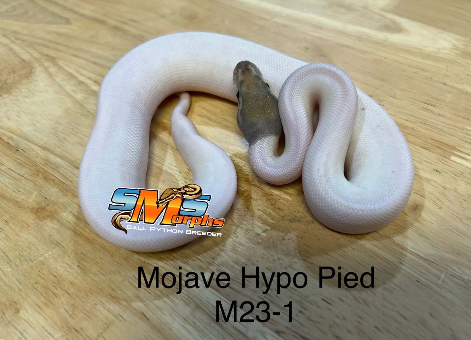 Mojave Hypo Pied M23-1 Ball Python by SMS Morphs, LLC - MorphMarket