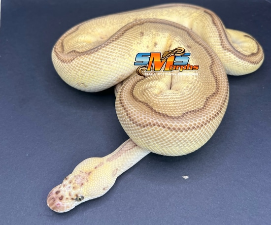 Pastel Lesser Leopard Clown M22-1 Ball Python by SMS Morphs, LLC