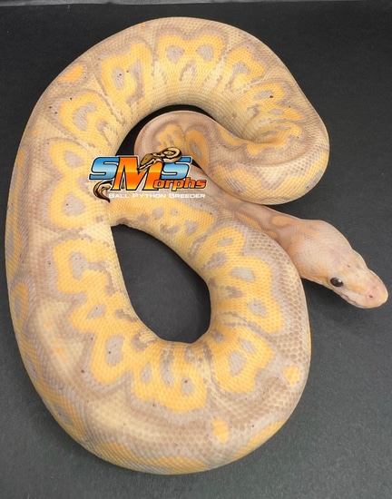 Black Pastel Coral Glow Clown F23-5 Ball Python by SMS Morphs, LLC