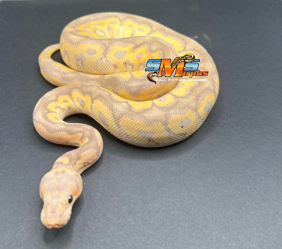 Black Pastel Coral Glow Clown F23-6 Ball Python by SMS Morphs, LLC