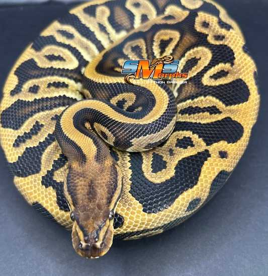 Cypress Leopard 100 Het Clown F23 1 Ball Python By Sms Morphs Llc