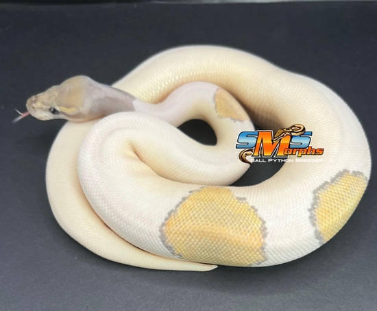 Mojave Hypo Pied F23 1 Ball Python By Sms Morphs Llc