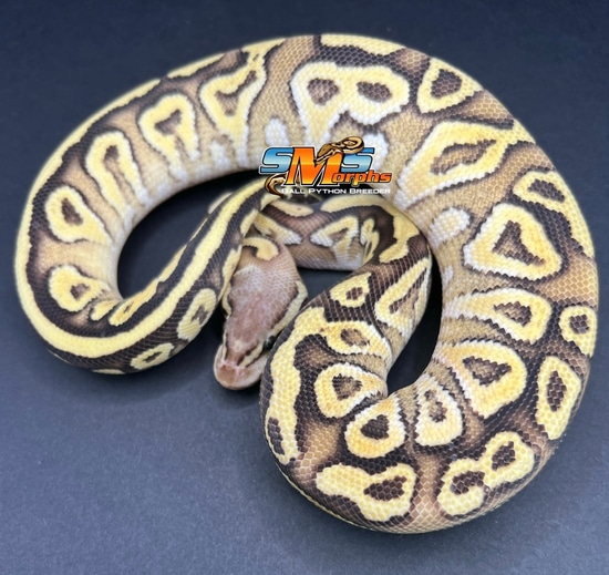 Pastel Vanilla Mojave F23-2 Ball Python by SMS Morphs, LLC
