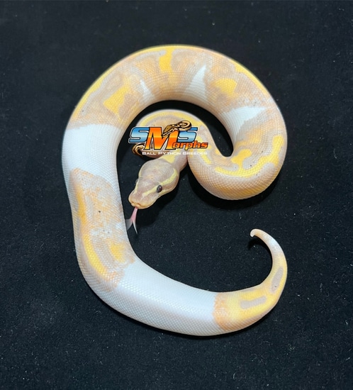 Banana Enchi Pied M23-1KM Ball Python by SMS Morphs, LLC