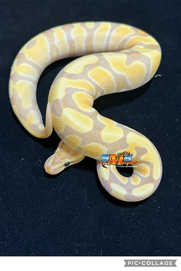 Cypress Enchi Coral Glow 66% Het Clown 50% Het Hypo F23-1KM Ball Python ...