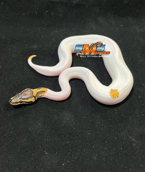 Pied 100 Het Lavender F23 1km Ball Python By Sms Morphs Llc