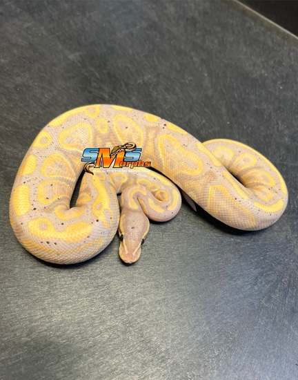 Banana Huffman Het Piebald M23-1KM Ball Python by SMS Morphs, LLC