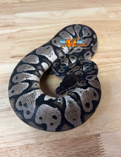 Pastel Black Axanthic F23-2KM Ball Python by SMS Morphs, LLC