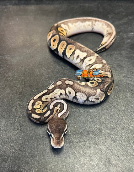 Blackhead Cinnamon Pastel Sugar YB F24-1 Ball Python by SMS Morphs, LLC