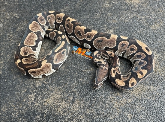 Black Axanthic Ball Python by SMS Morphs, LLC