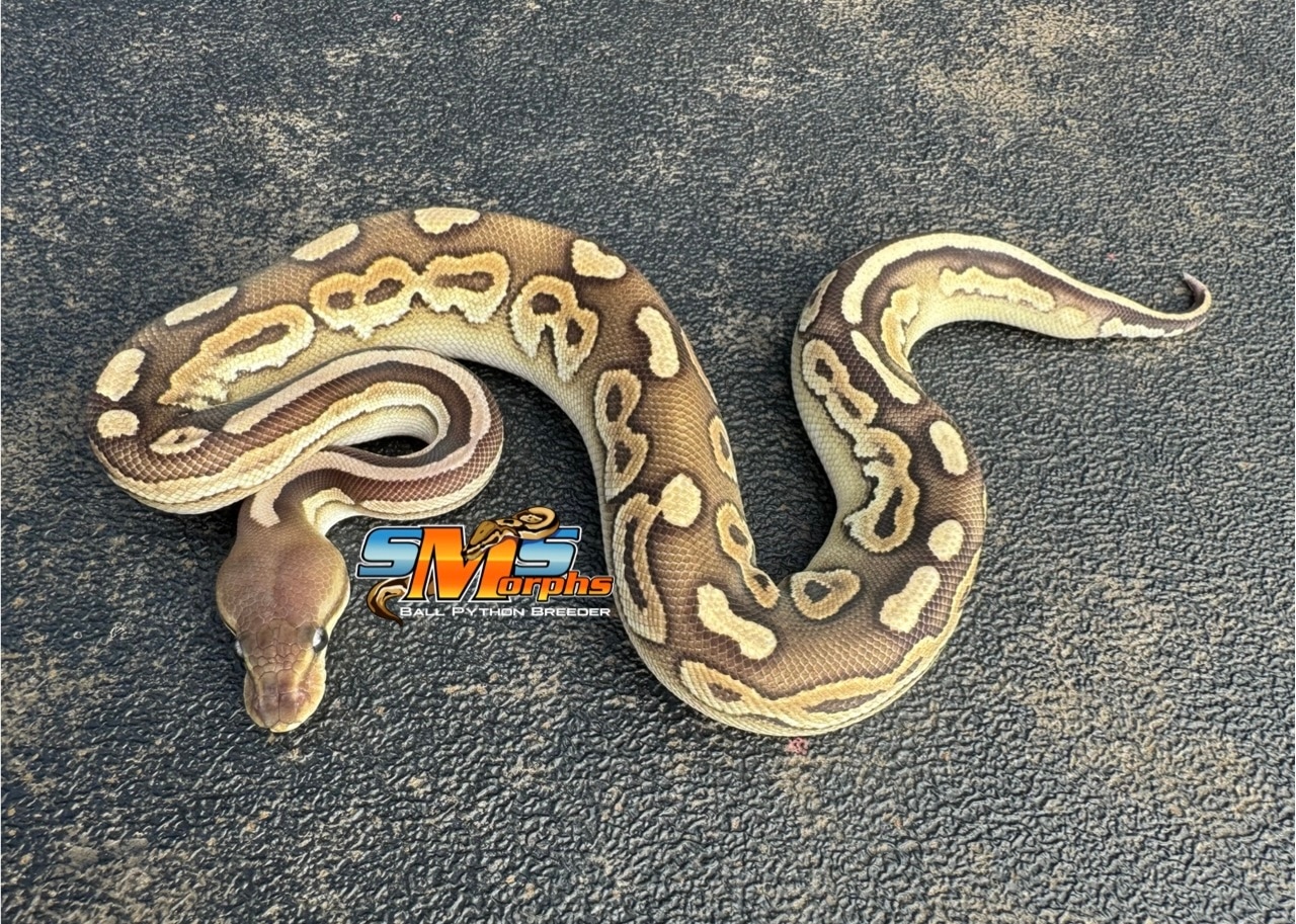 Cinnamon Ringer Gene Mojave 100% Het Hypo M24-1
