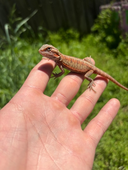 Red Hypo Translucent 100% Het Zero Central Bearded Dragon by SMS Morphs ...