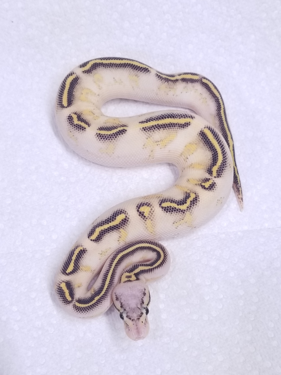Pastel Highway Ball Python by SMT Reptiles - MorphMarket