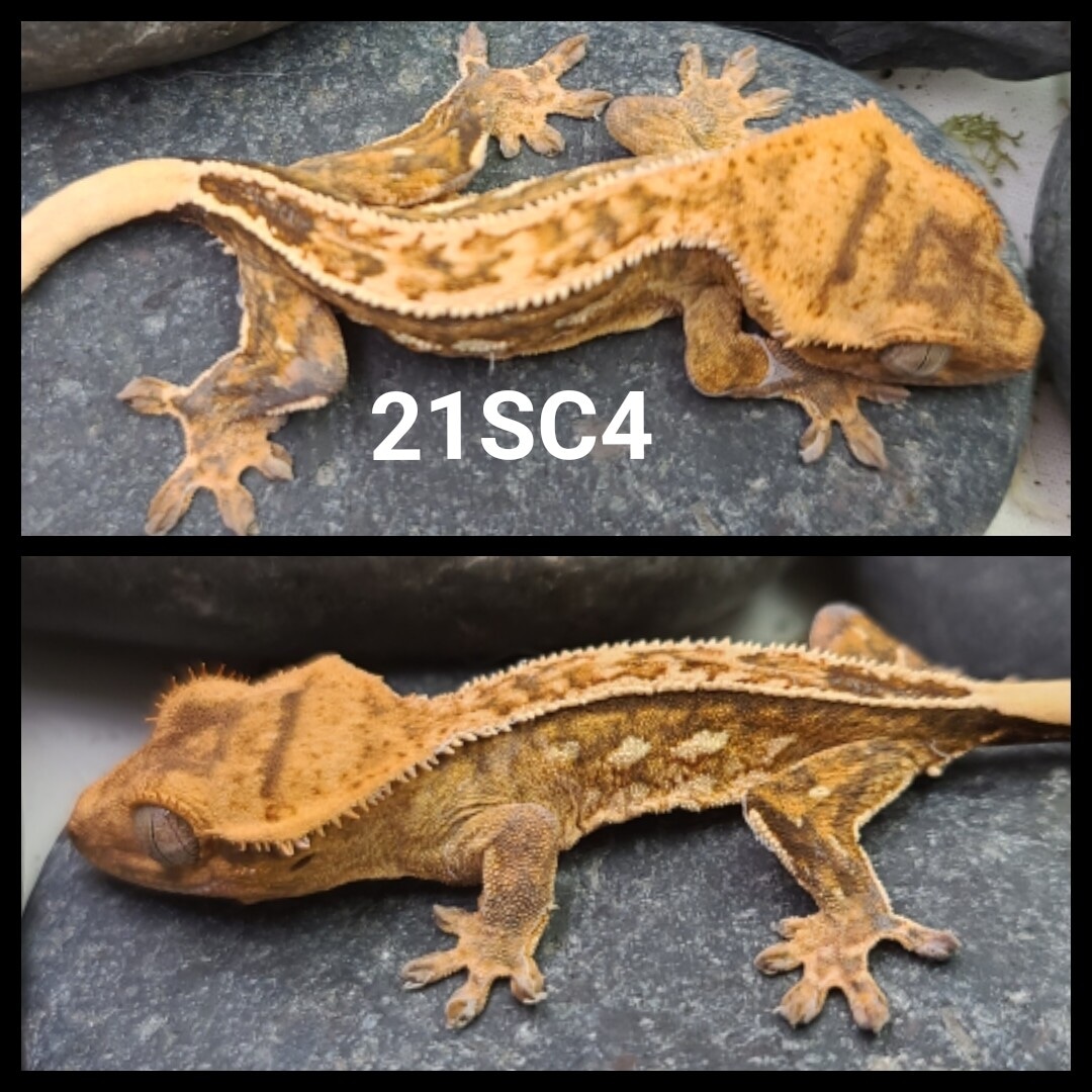 21SC4 Yellow Based Pinstripe Crested Gecko by Smug Bug LLC - MorphMarket